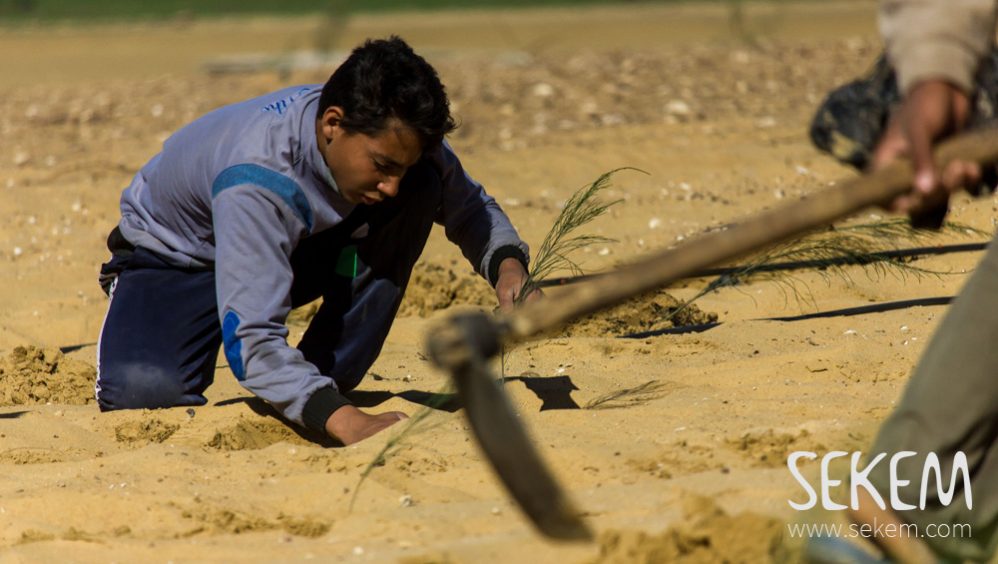 SEKEM – A Blooming Oasis in the Egyptian Desert – SEKEM