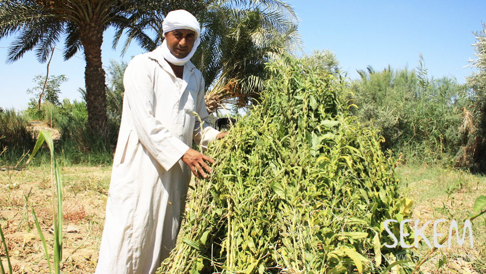 Sesame Opens the Door to Sustainable Agriculture in the Desert – SEKEM