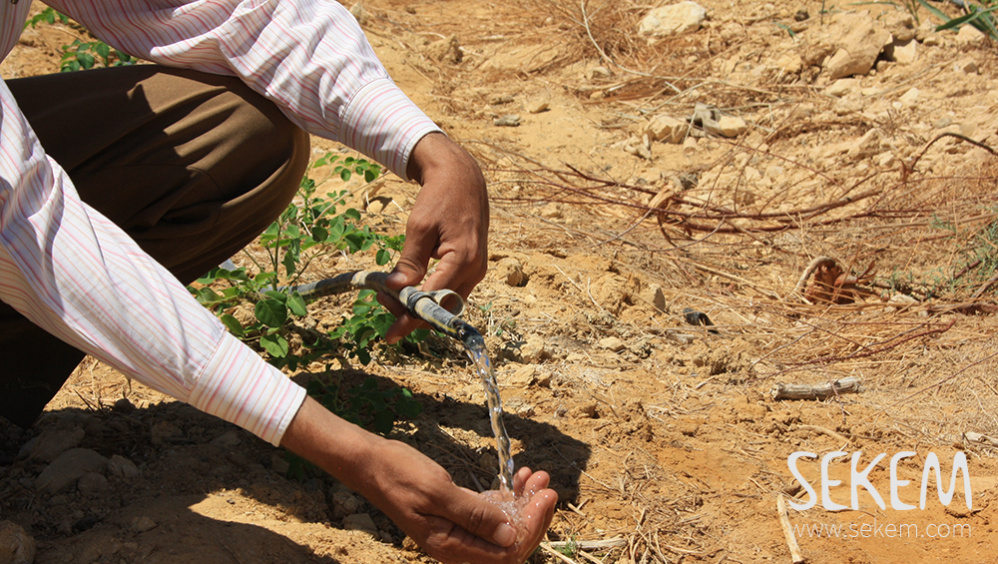 Sesame Opens the Door to Sustainable Agriculture in the Desert – SEKEM