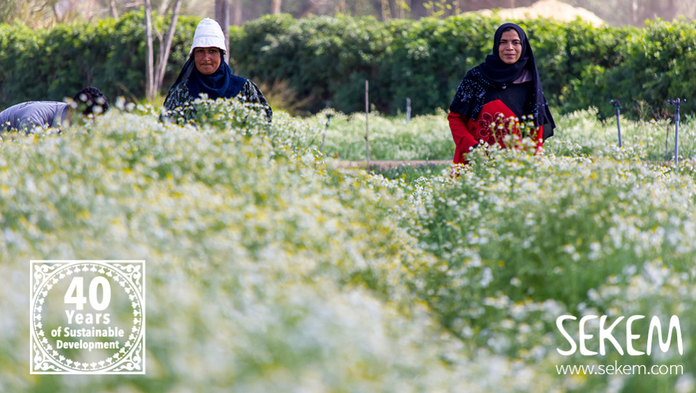 Chamomile Cultivation On the SEKEM Farm – SEKEM