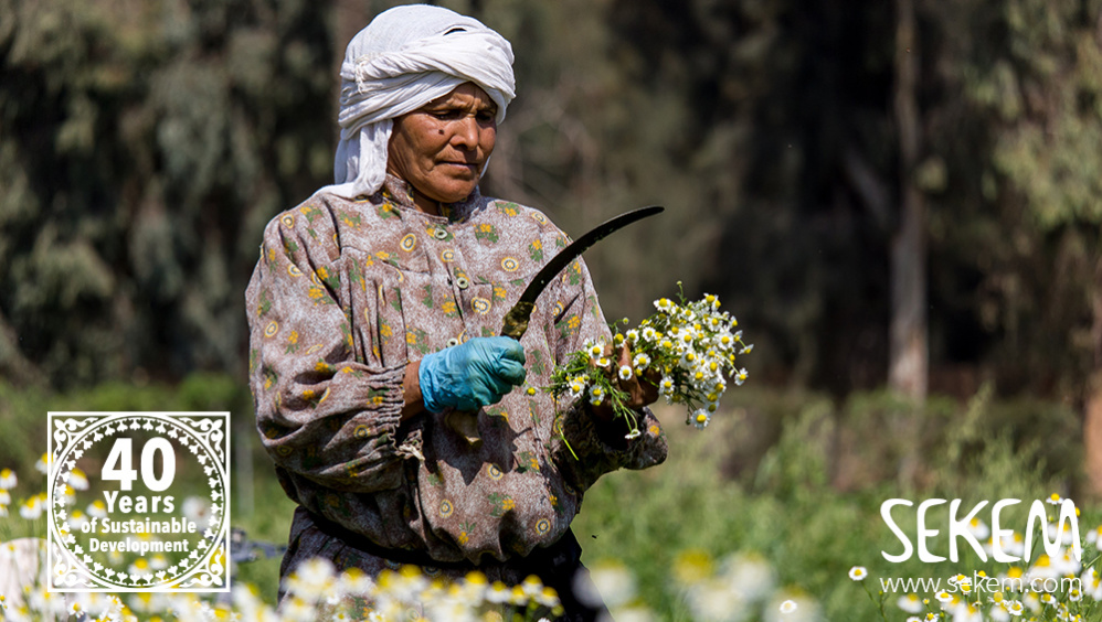 Chamomile Cultivation On the SEKEM Farm – SEKEM