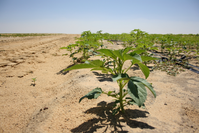 Sinai-Farm – SEKEM