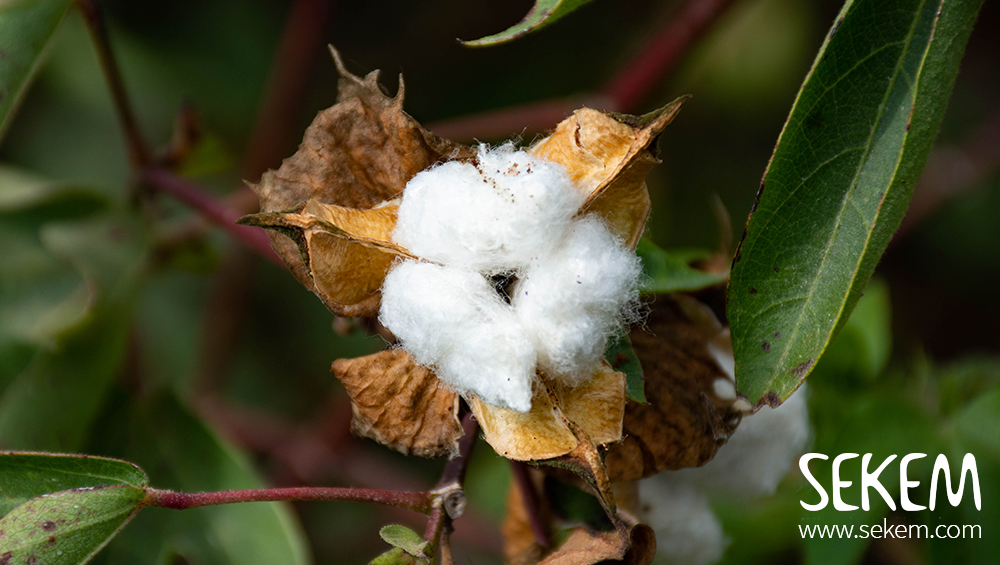 It’s Cotton Harvest Time in Egypt – SEKEM