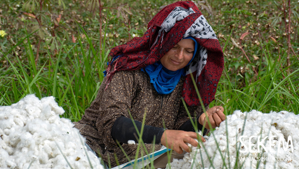 It’s Cotton Harvest Time in Egypt – SEKEM