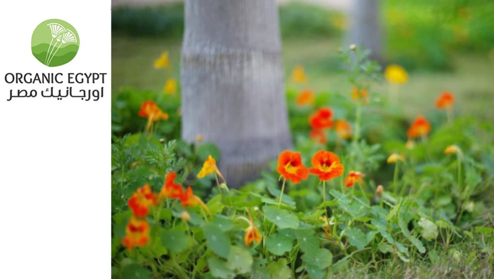 SEKEM News – SEKEM