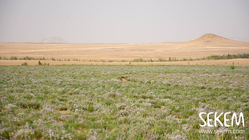 SEKEM – Sustainable Development since 1977