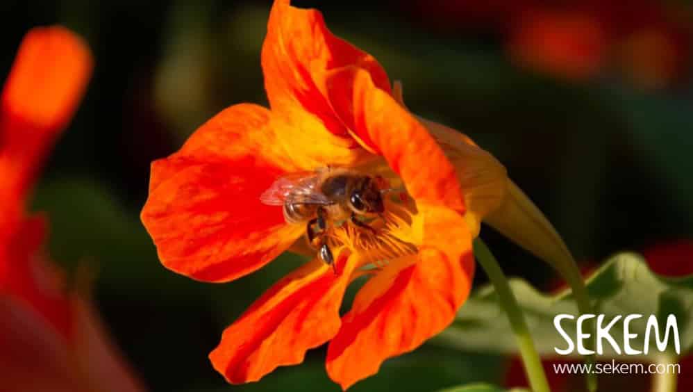 SEKEM – Sustainable Development since 1977