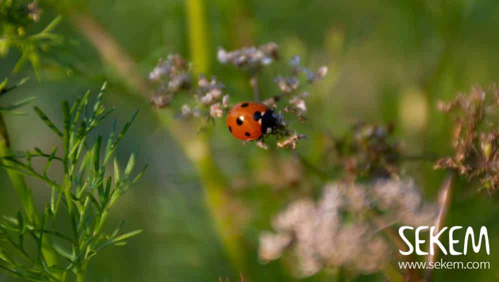 SEKEM – Sustainable Development since 1977