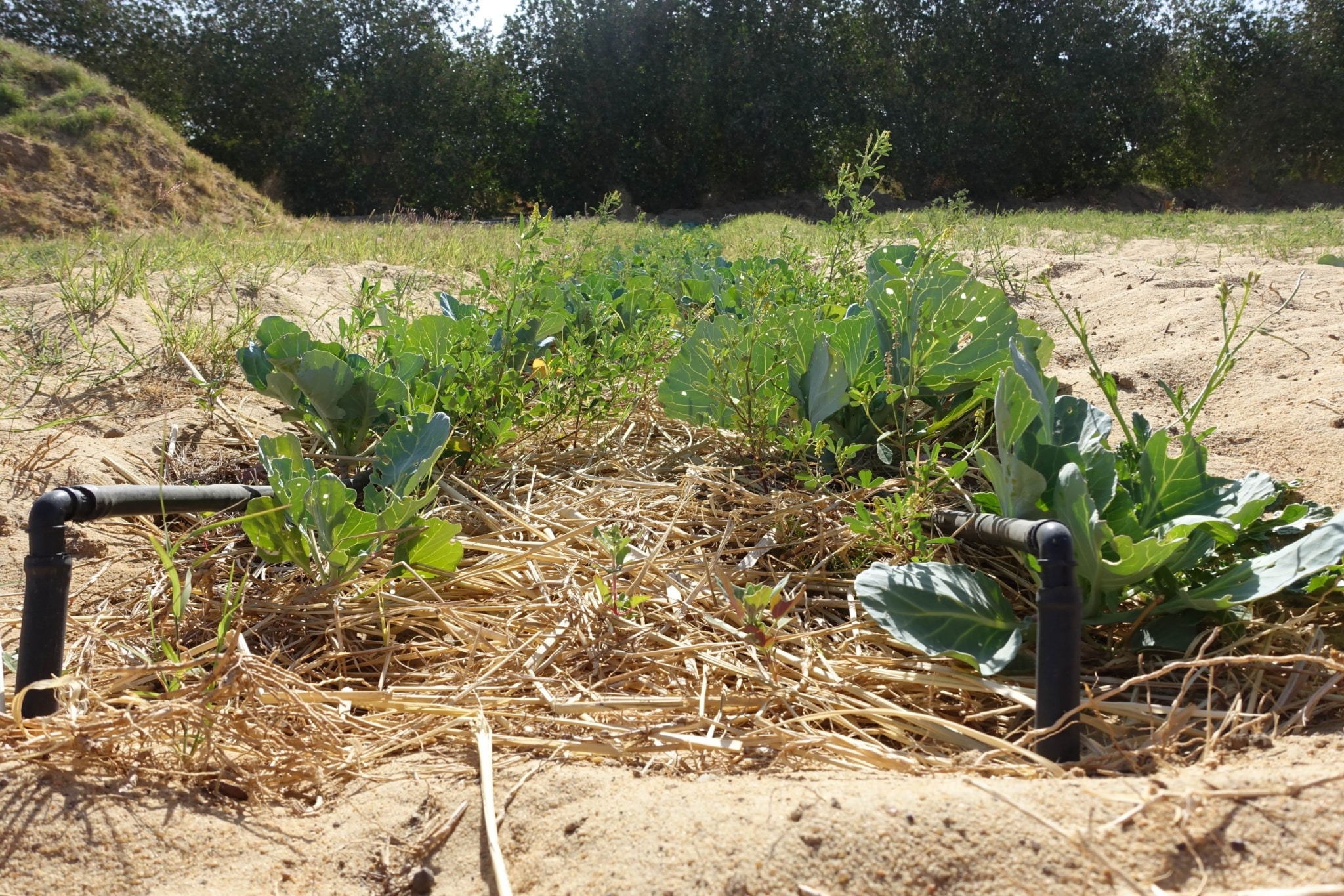 Greening the Desert Project: What’s New? – SEKEM