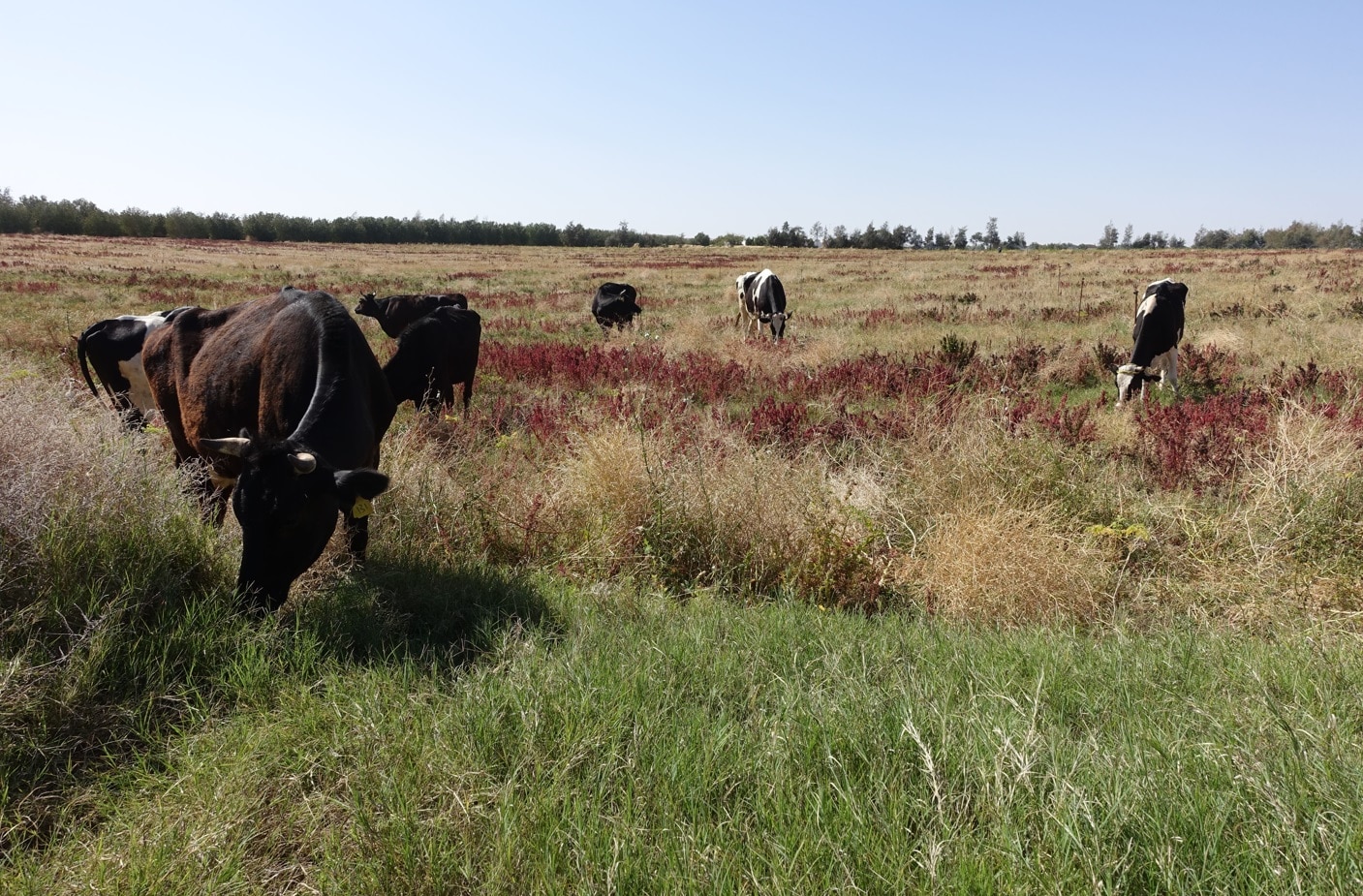 Greening the Desert Project: What’s New? – SEKEM