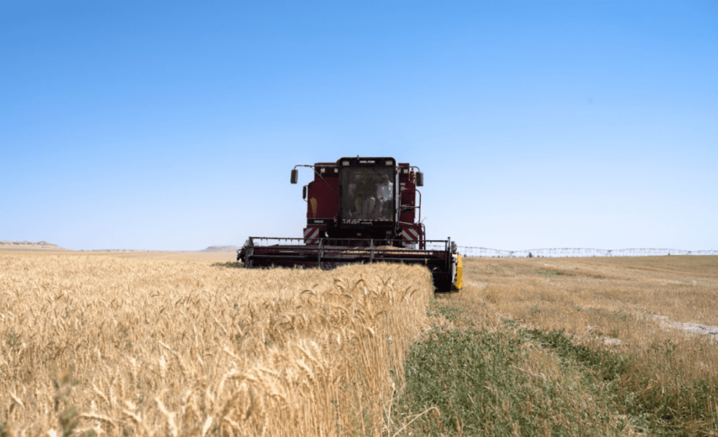 Wheat from the Desert – SEKEM