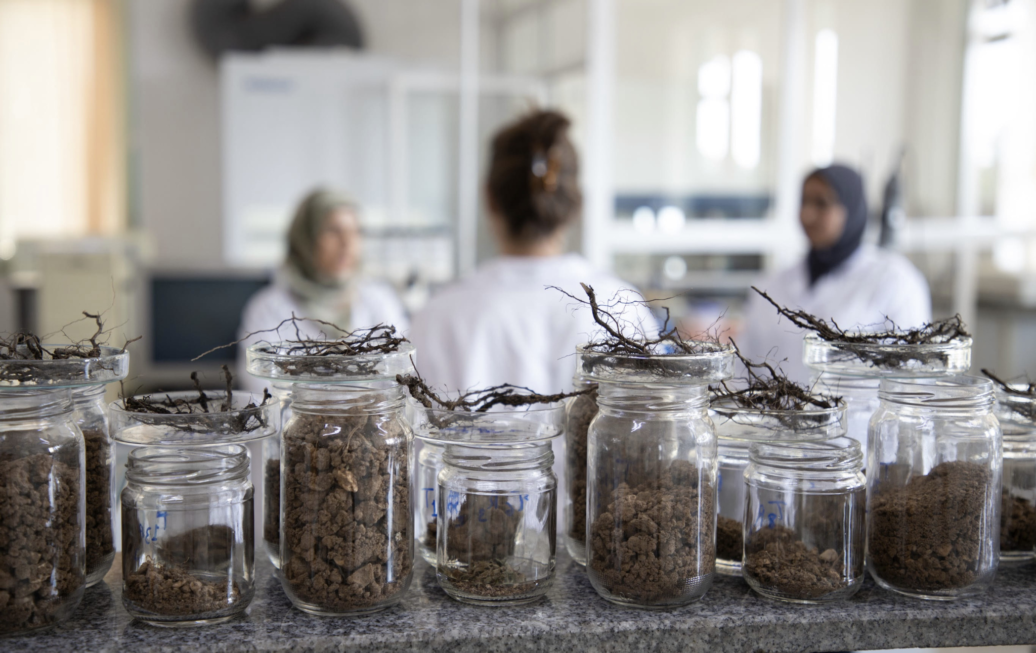What does Holistic Research mean? – SEKEM